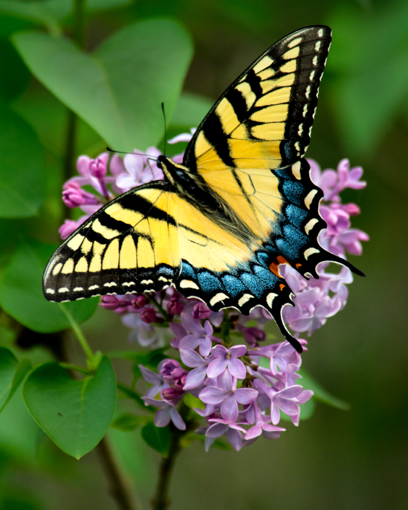 Opening Day: Georgia-Pacific Butterfly House at The Papilion in Honor ...